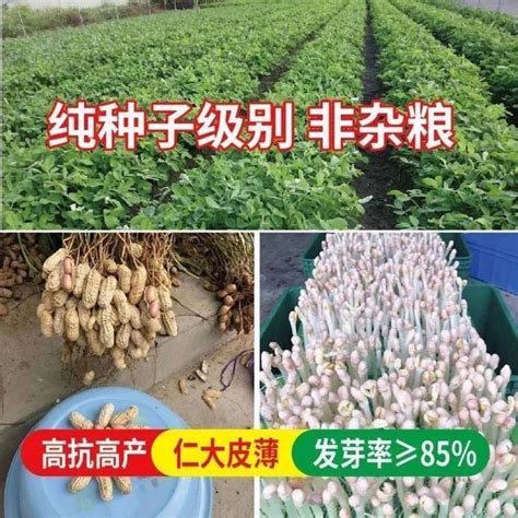 高产花生种子花育60花生原种超高产大果型千斤王一级种落花生种 虎窝淘
