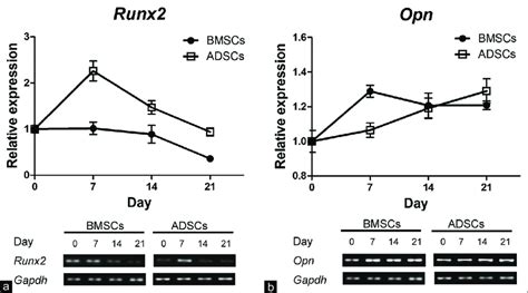 Osteogenesis Expression Of Adscs And Bmscs Expression Of Osteogenesis