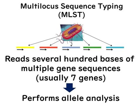 Bacterial Strain Typing Pfge Mlst And Mlva In Molecular Epidemiology