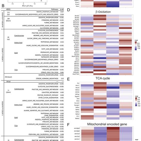 Pathway Analysis Of Hippocampal Transcriptome A Pca Analysis Of
