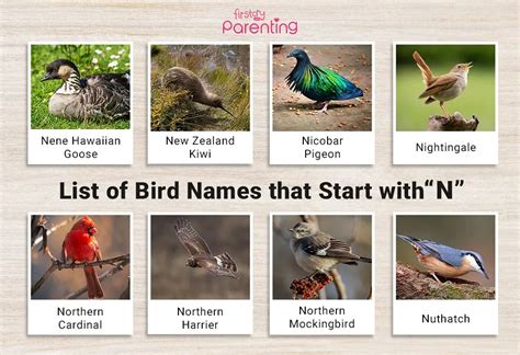 List Of Birds That Start With N Pictures And Facts