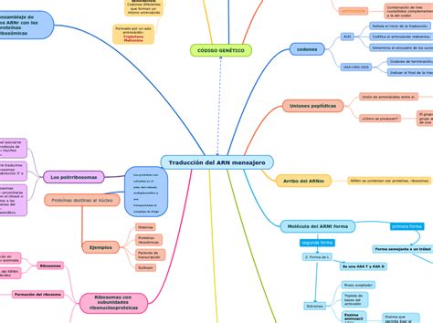 Traducción del ARN mensajero Mindomo Mind Map