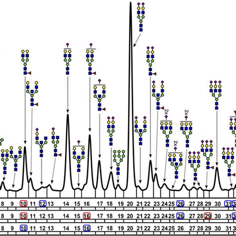 Chromatogram Of Total N Linked Glycans Released From Serum Download Scientific Diagram