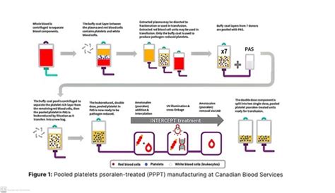 Chapter 19 Pathogen Reduced Platelets Flashcards Quizlet