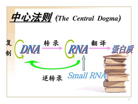 第三章 遗传物质的复制word文档在线阅读与下载无忧文档