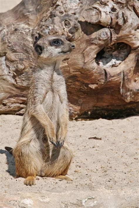 Suricate Suricata Suricatta Stock Image Image Of Bands Four 256653753