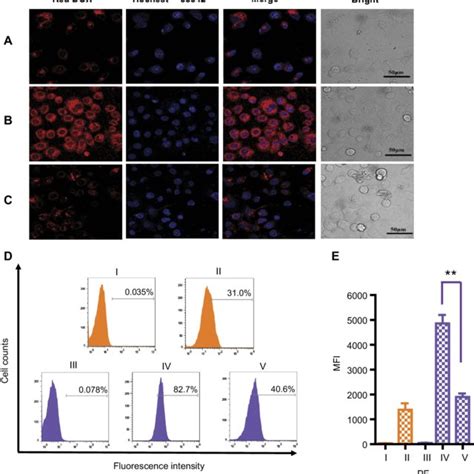 Pdf A Dual Functional Her2 Aptamer Conjugated Ph Activated Mesoporous Silica Nanocarrier