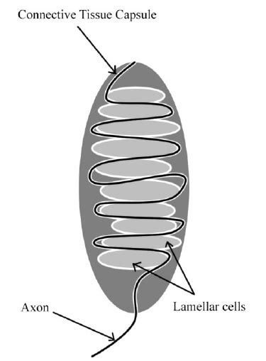 Three Forms Of Axon Branching At An Intersection Download Scientific