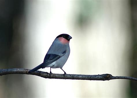 フリー素材無料写真 森の父さん花鳥風穴 ウソ