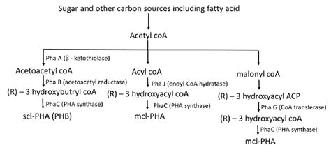 Biosynthesis Of Polyhydroxyalkanoate Pha Download Scientific Diagram
