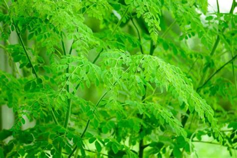 How To Grow Moringa Indoors In 6 Easy Steps