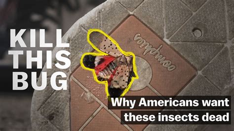 Why Americans Want These Insects Dead Kill This Bug And If You Didn
