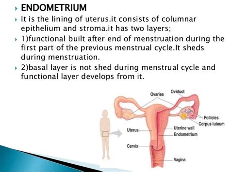 Endometritis