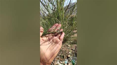 شجرة المورينجا الاردنية البان العربي Youtube