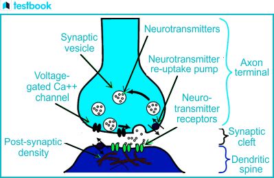 Chemical Synapse Understanding Structure And Function Testbook Com