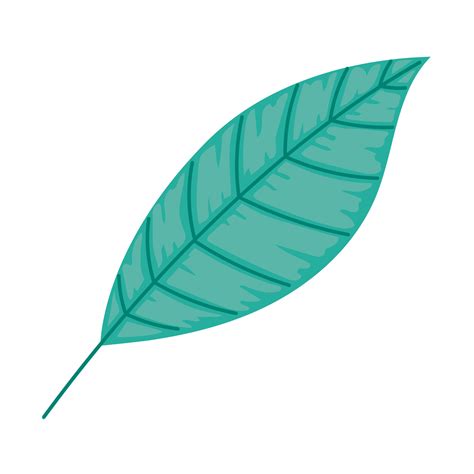 Leaf Plant Foliage 11250140 Vector Art At Vecteezy