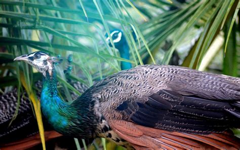 The Peacock Macbook Air Wallpaper Download Allmacwallpaper
