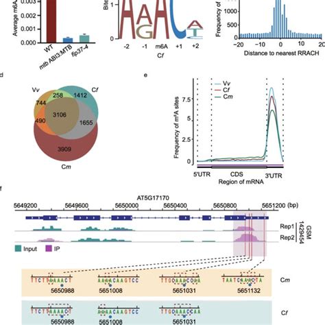 Quantification of m⁶A levels using LC MS MS and identification of m⁶A Download Scientific