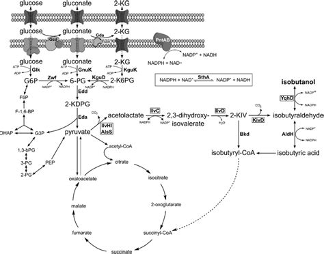 The Central Metabolism Of P Putida Kt2440 With The Ehrlich Pathway