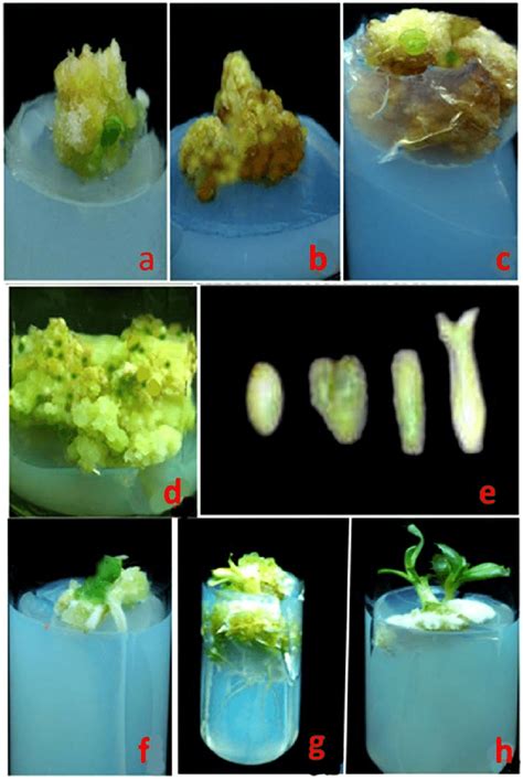Indirect Somatic Embryogenesis From Transgenic Immature Leaf Of