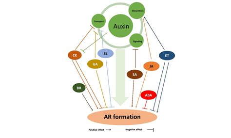 Interaction Of Different Phytohormones During The Process Of Ar