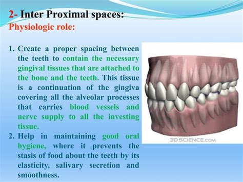Physiologic Tooth Part 1 Pptx