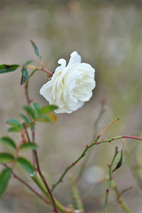 By Torijee Id Photohito