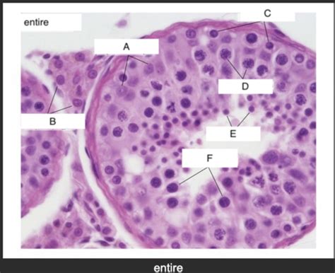 Sexual System Histology Flashcards Quizlet
