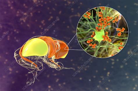 Anti Basal Ganglia Antibodies Illustration Stock Image F0335819