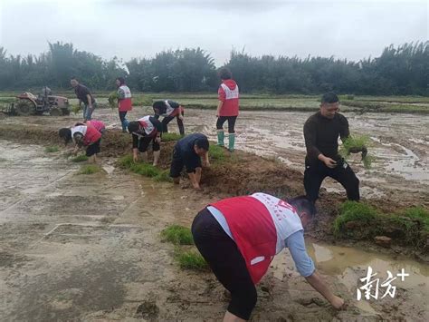 党员带头促春耕，协力种好“责任田”南雄种植全安镇进行