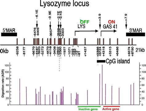 plot of adr values across the lysozyme locus that includes the gas41