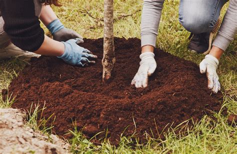 Déplacer Un Arbre Quand Et Comment Le Transplanter