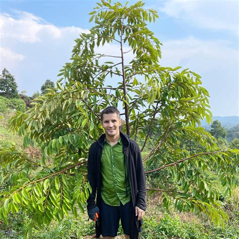 Selepas 400 Pokok Musang King Mati Dato Aliff Syukri Teruja Raih Hasil
