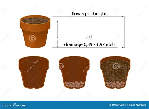 Planting Process Infographic Growth Stages Steps Of Plant Grow