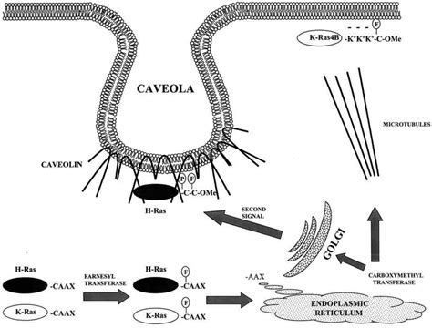 Trafficking Of Ras Proteins To The Plasma Membrane Ras Proteins Are Download Scientific