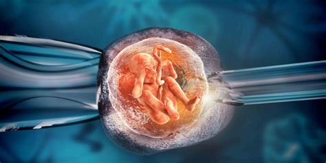 Como Funciona A Fertiliza O In Vitro