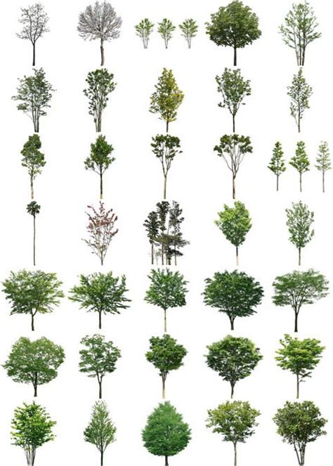 Trees Psd Material Artofit