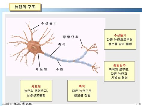 Ppt 신경과학과 행동 Powerpoint Presentation Free Download Id5513040