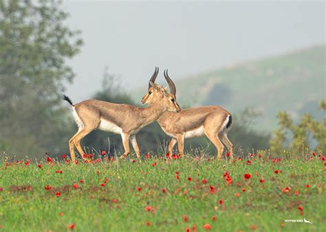 צבאים בכלניות בועז עמידרור הגלריה צילום טבע ישראל Boaz Amidror