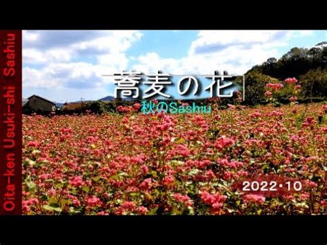 大分県臼杵市赤い蕎麦の花とコスモス YouTube