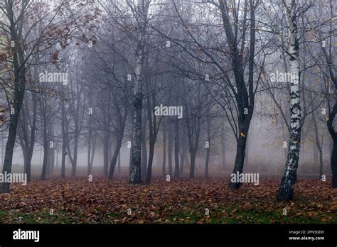 Trees In The Park At The End Of Autumn In Cloudy Dreary Weather Trees