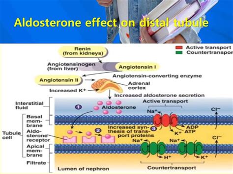 Urinary System Formation Of Concentrated Urine