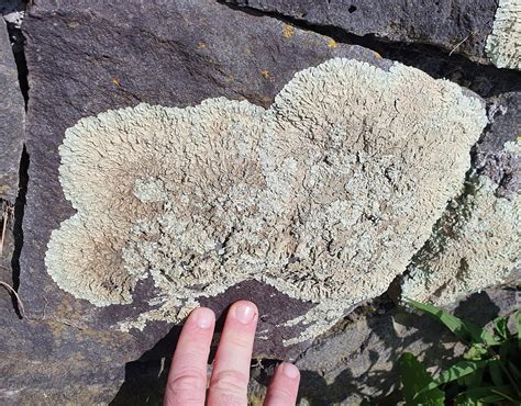 Quite A Large Specimen Or A Few Overlapping Rlichen