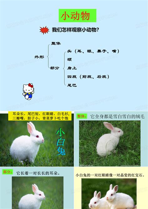 作文：小白兔ppt模板下载编号qngbexey熊猫办公