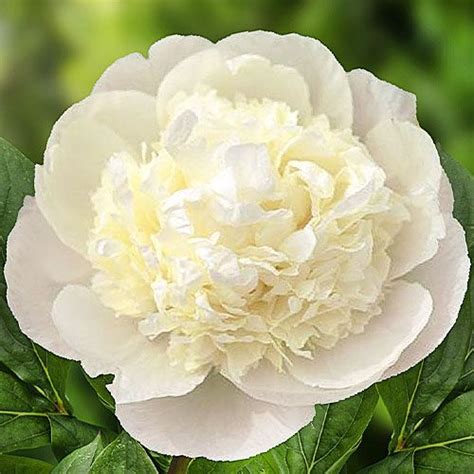 Peony Princess Bride (Herbaceous) for Sale online in EU directly from ...