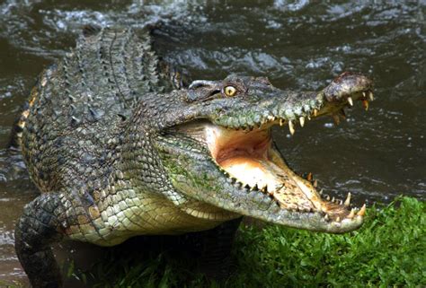 Watch Saltwater Croc Almost Ate Australian Mans Drone