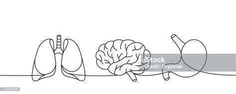 인간 장기의 집합 한 줄 연속 그리기 폐 뇌 위 연속 한 줄 그림 벡터 미니멀리스트 선형 일러스트레이션 선에 대한 스톡 벡터 아트 및 기타 이미지 Istock
