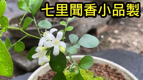 盆栽日記七里聞香野採開花的七里香小品製作 Using Murraya paniculata made of bonsai 初心者的