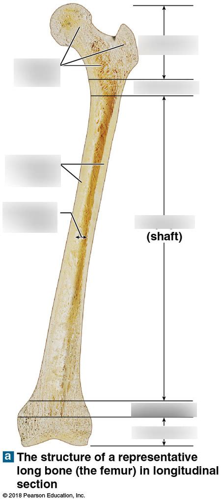 Anatomy And Physiology Long Bone Diagram Quizlet