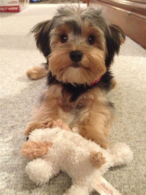 Morkie Puppies Morkie Dogs Puppies